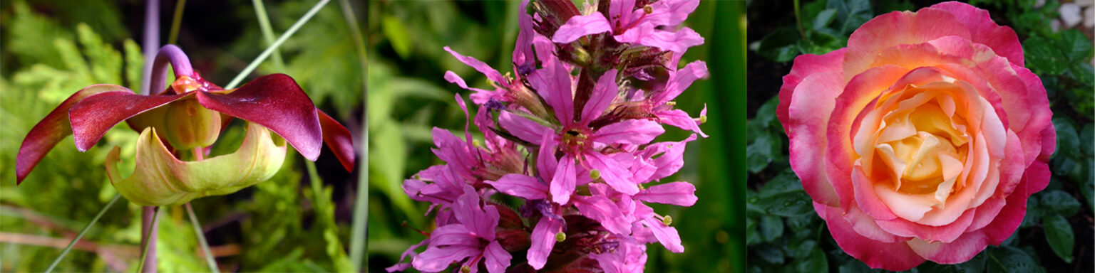 Portraits of native, alien/invasive, and ornamental plants in Canada ...